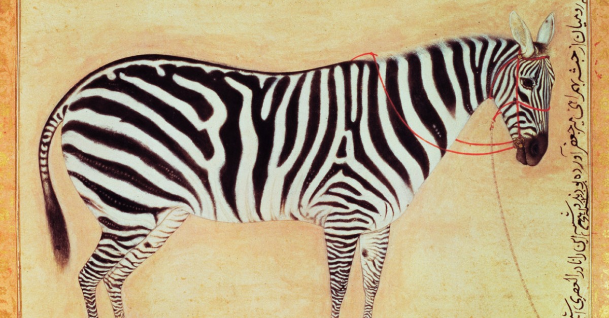Animals: Zebra, Mughal miniature | Lapham’s Quarterly