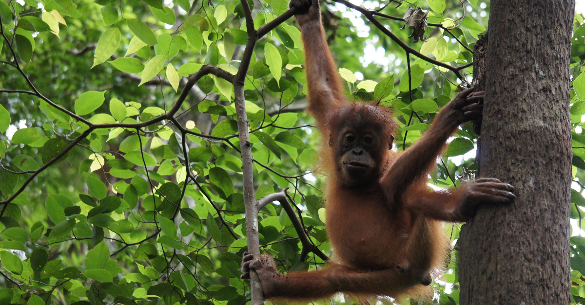 The Loneliest of Species | Lapham’s Quarterly