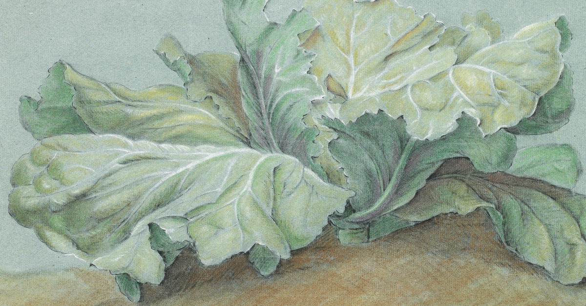 The Sensitive Plant | Lapham’s Quarterly