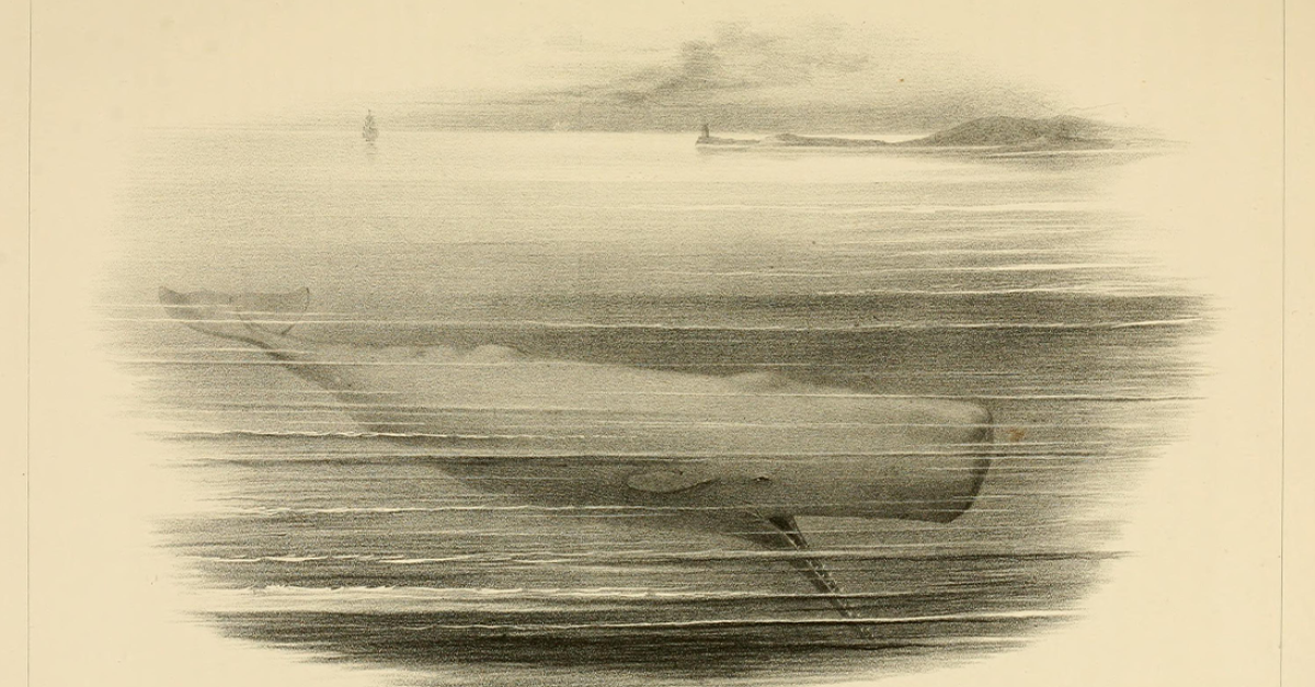 Episode 15: Elizabeth Kolbert | Lapham’s Quarterly