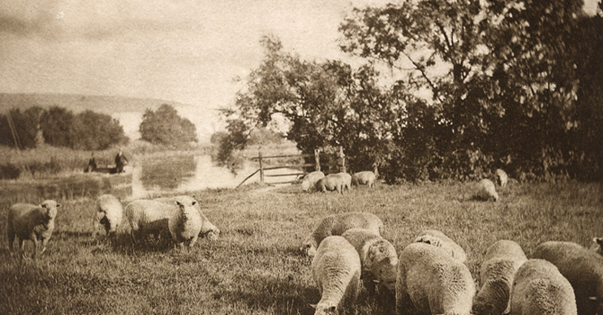 Feeling Sheepish | Lapham’s Quarterly